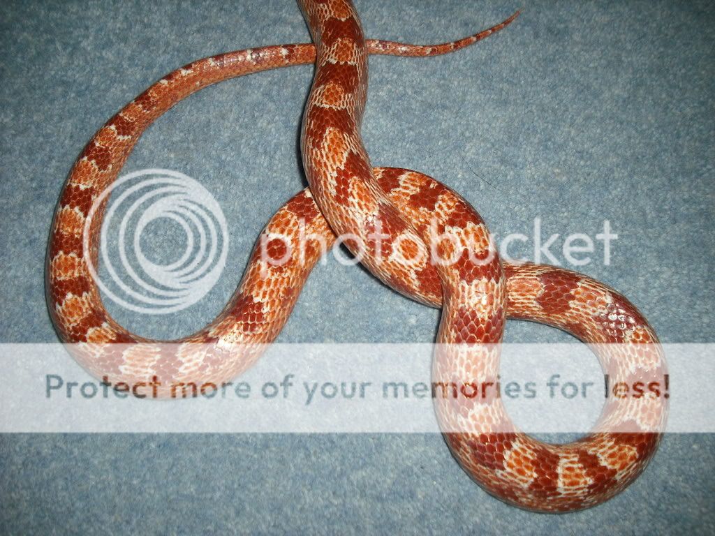 Corn snake for sale Adult male 4ft Essex Amelistic | Reptile Forums